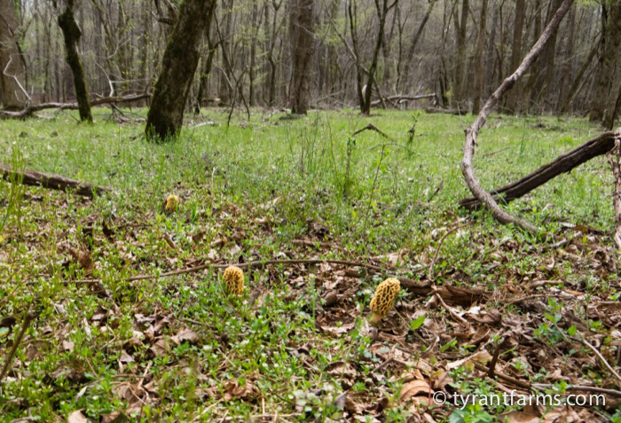 The Hunt For the Elusive Morel Mushroom - Tyrant Farms