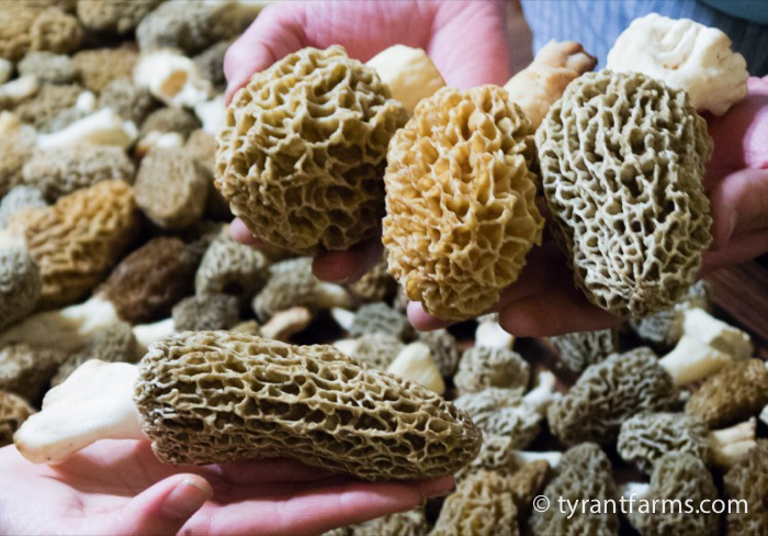 The Hunt For the Elusive Morel Mushroom - Tyrant Farms