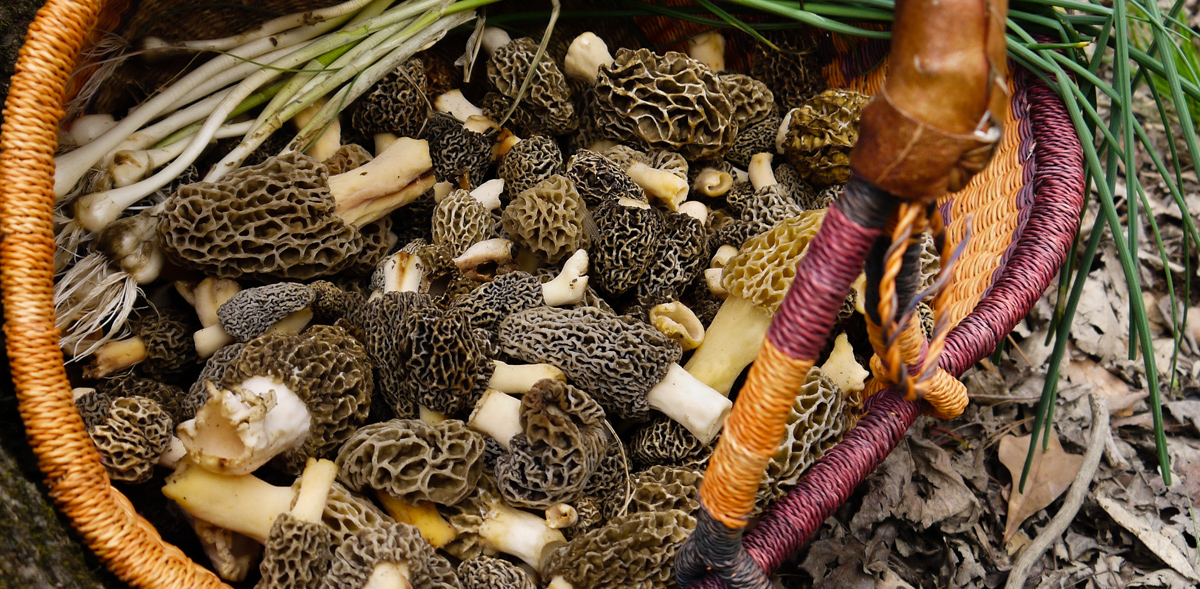 The Hunt For the Elusive Morel Mushroom - Tyrant Farms